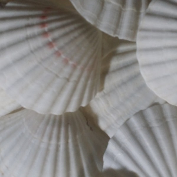 Large Scallop Shells - Etsy