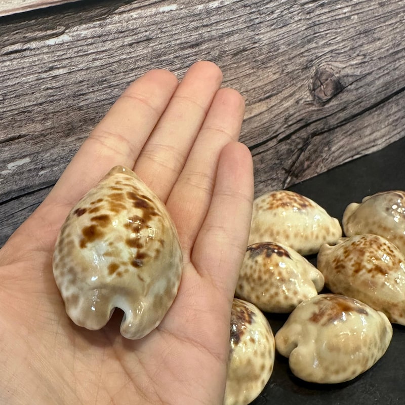 Cowry Shell Collection - Etsy