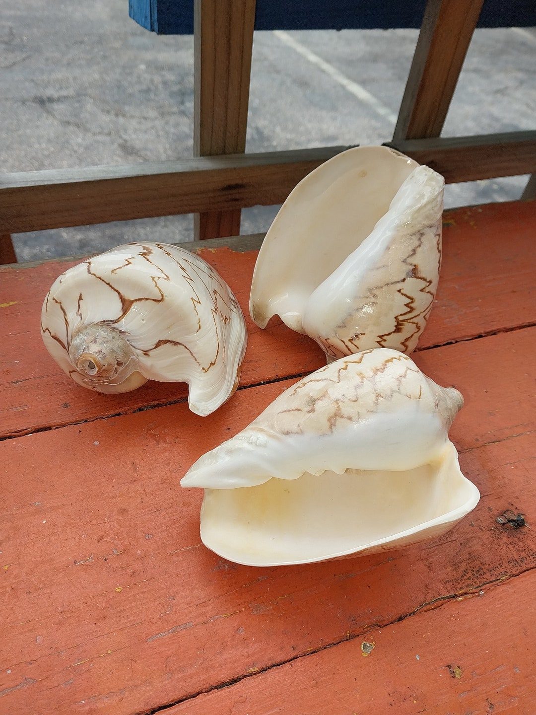 Noble Volute Cymbiola Nobilis Large Display Shell - Etsy