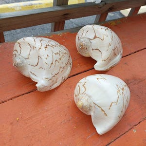 Noble Volute Cymbiola Nobilis Large Display Shell - Etsy