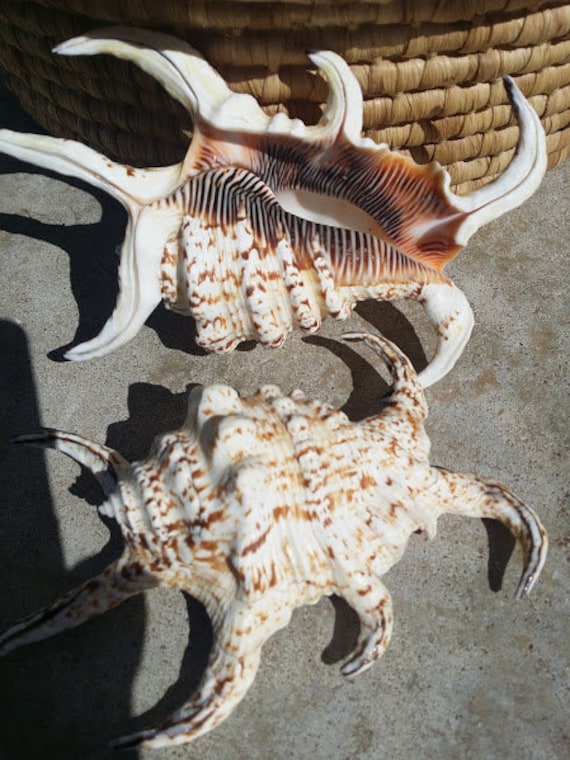 Conch Shell Animal