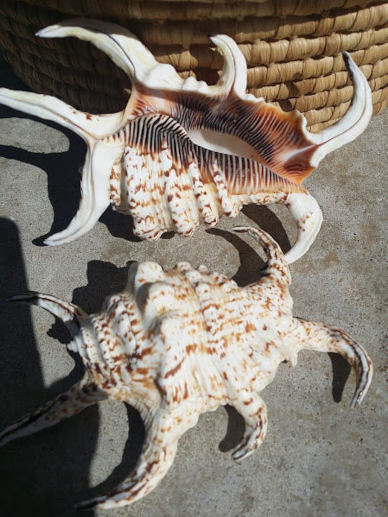 Rugosa Spider Conch Sea Shell Arthritic Spiny Seashells - Etsy