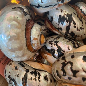 African Turbo- 4 Sizes - Etsy