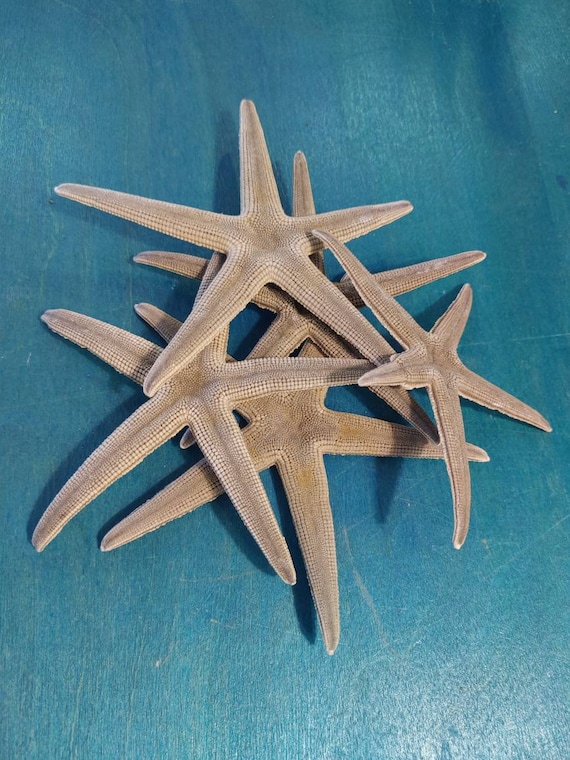 Gulf Of Mexico Starfish Species