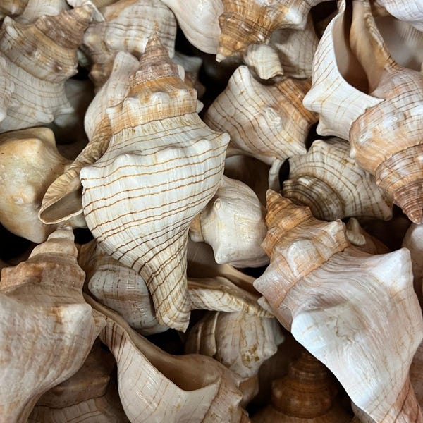 Conch Shell Art - Etsy