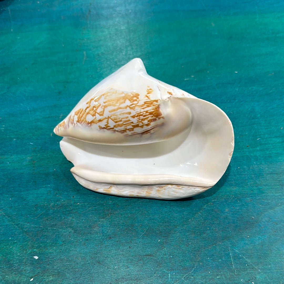 Strombus Latissimus Aka Milk Conch Shell, White - Etsy