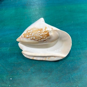 Strombus Latissimus Aka Milk Conch Shell, White - Etsy