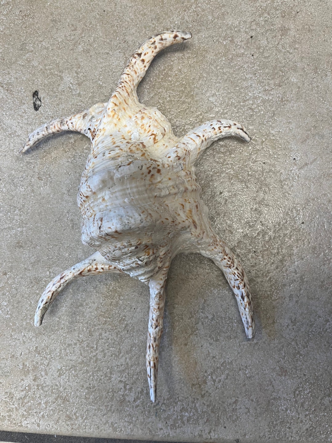 Extra Large Lambis Chiragra Spider Shell 7-11 Spiny Freckled Seashells ...