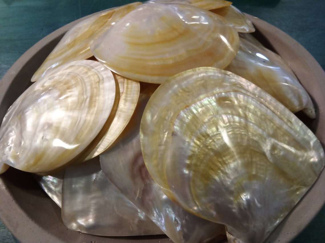 Gold Lip Mother of Pearl Oyster Shell Ocean Decor Shells DIY - Etsy