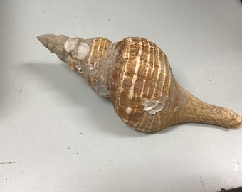 Horse Conch Shell - Etsy