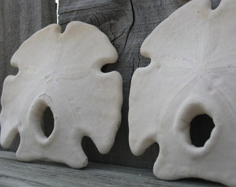 Pecten Pyxidata Whole Shell Seashells - Etsy