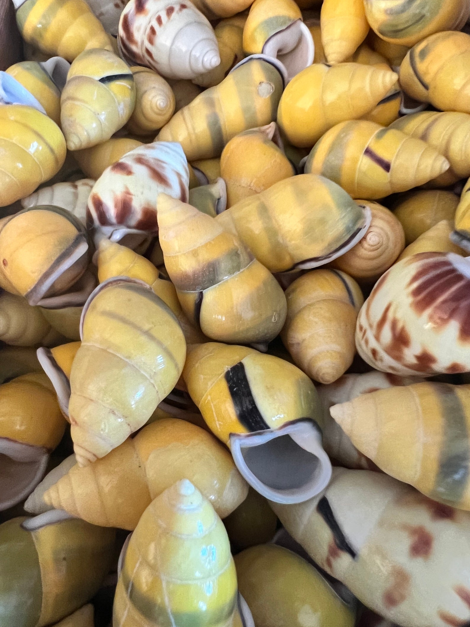 Bright Yellow Striped Land Snail Shells Fun Bright Fairy - Etsy