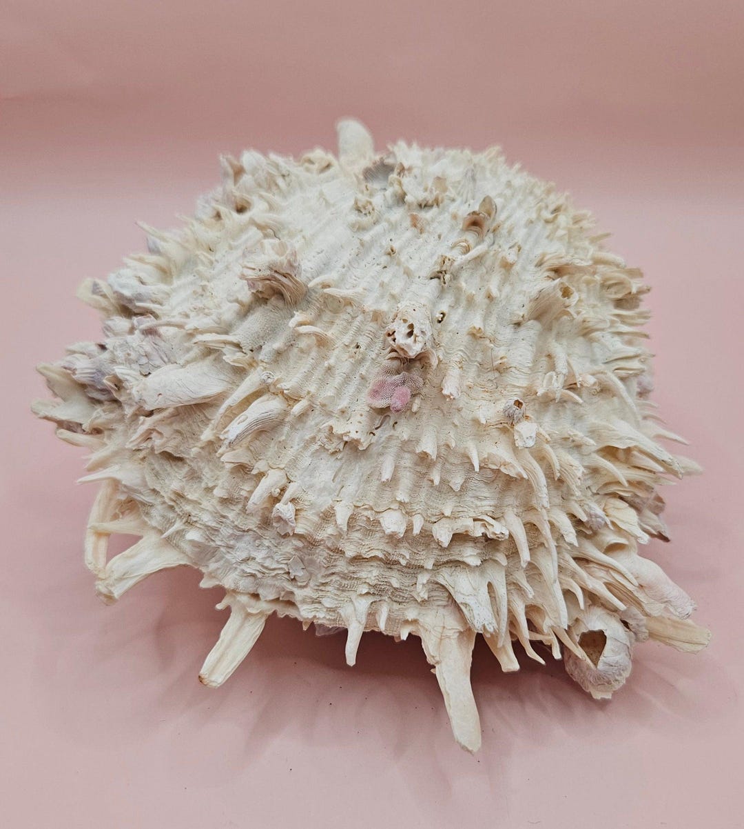 Spiky Spondylus Shell 5.5” With Barnacles Coastal Decor Textured White ...