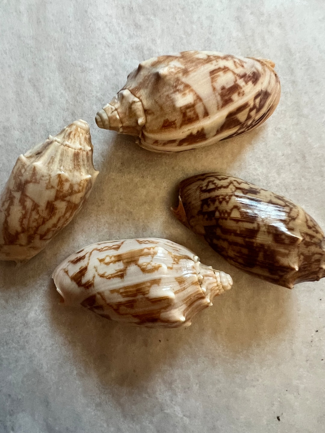 Bat Volute Cymbiola Vespertilio 2-3" Shells DIY Coastal Decorating ...