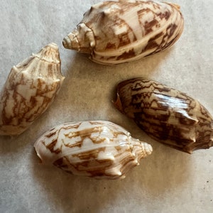 Bat Volute Cymbiola Vespertilio 2-3" Shells DIY Coastal Decorating ...