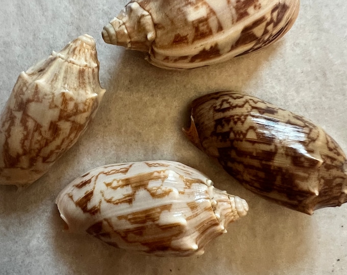 White Indian Volute Melon Shell 67 1 PC, Large Melo Melo Seashell Decor ...