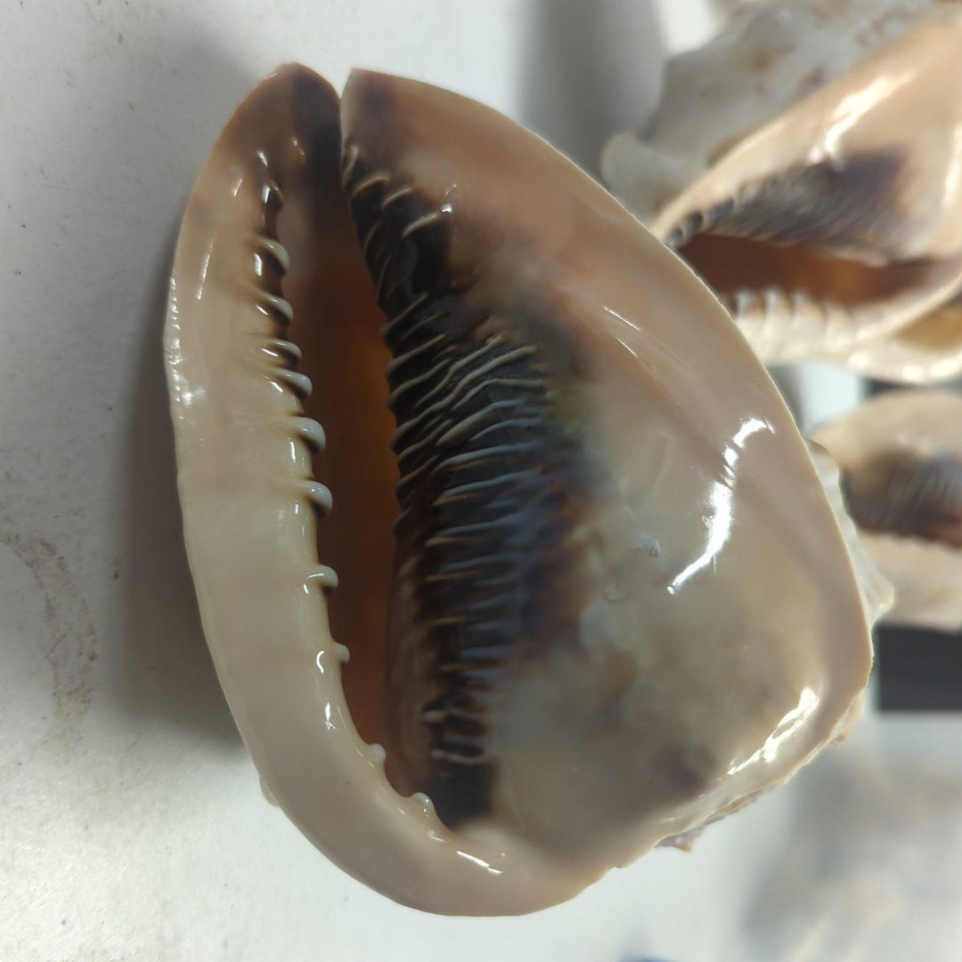 Queen Emperor Helmet Shell (cassis Madagascariensis) - Etsy