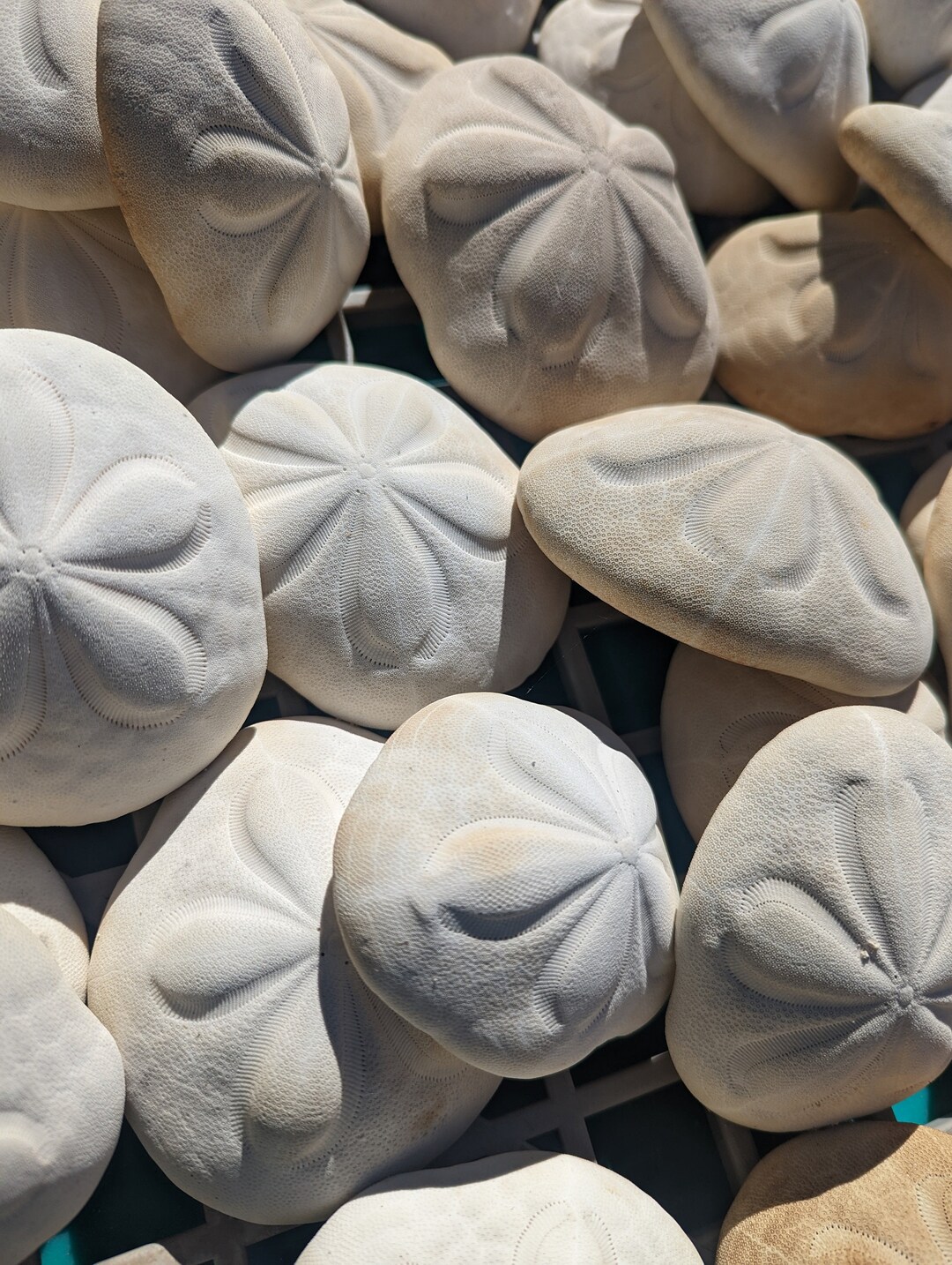 Unbleached Sea Biscuits Puffer Thick Sand Dollar - Etsy