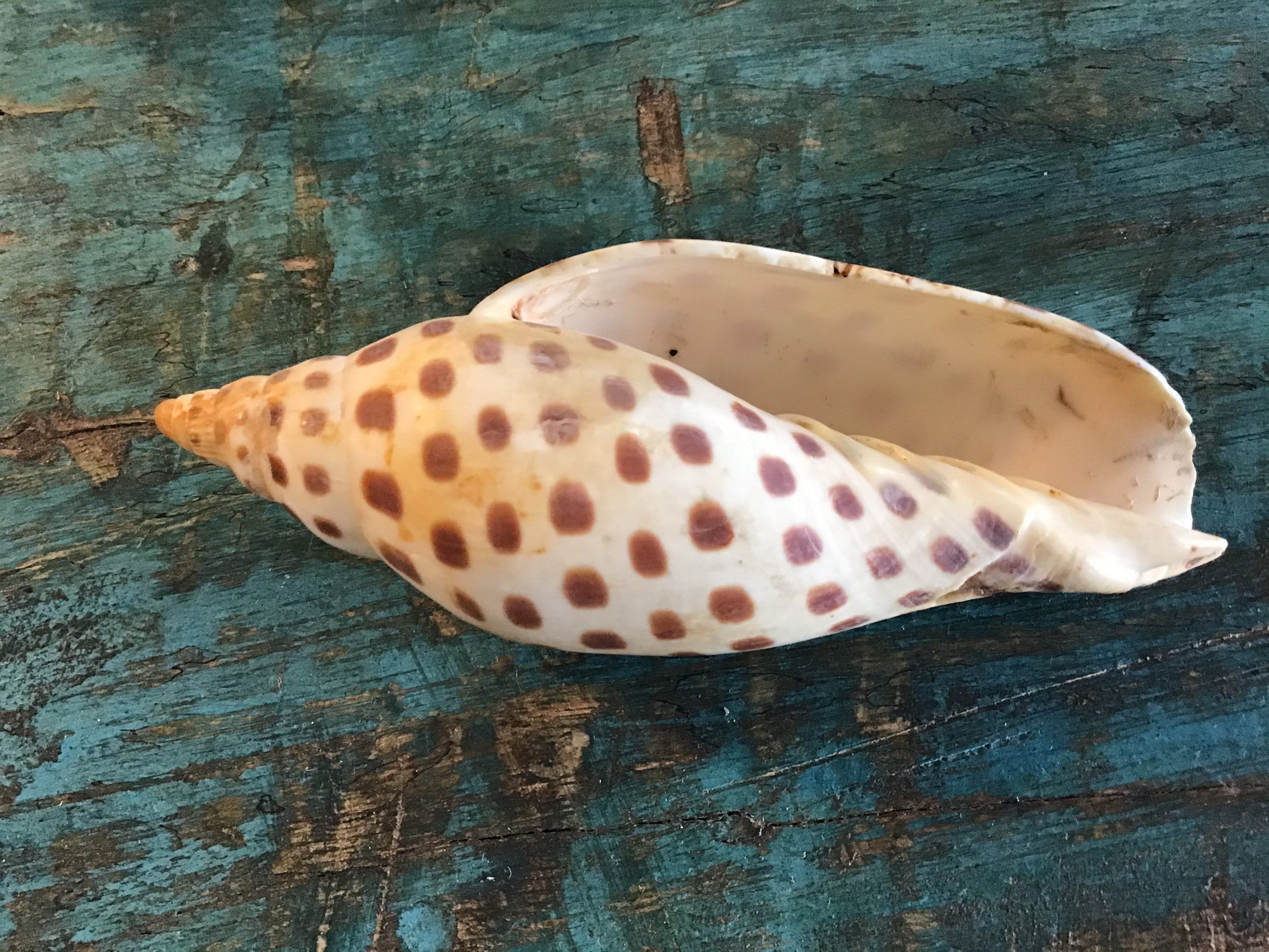 Junonia Shell
