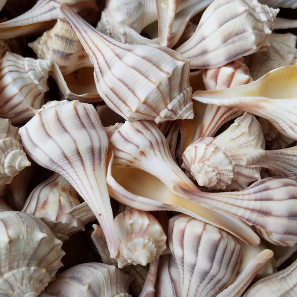 Lightning Whelk - Etsy