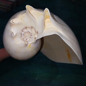 Extra Large Umbilicate Baler Melo Shell 13'" Exact Shown - Etsy