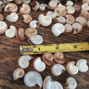 Small Rams Horn Shell - Etsy