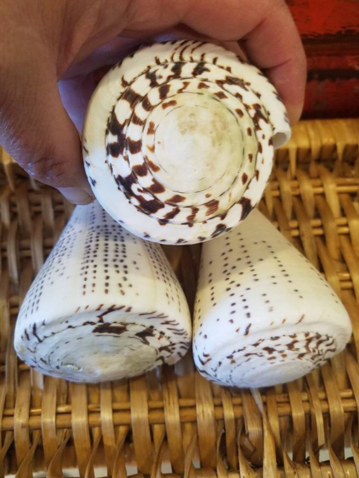 Large Lettered Cone Shells Letter Litteratus Conus Seashells | Etsy