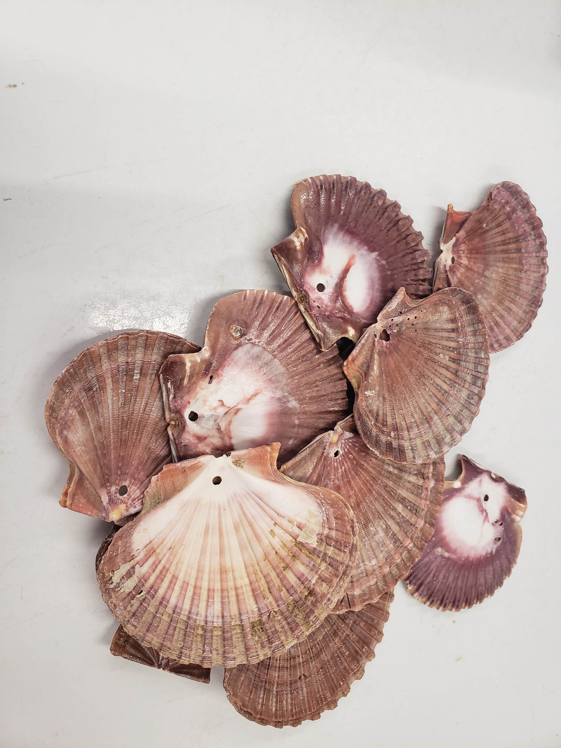 Drilled Craft Scallops Mexican Flat Fan Shape Scallop Wedding | Etsy