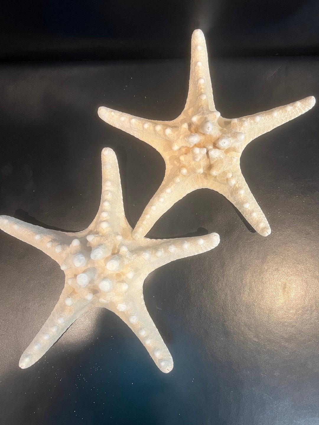 White 8-10 Knobby Starfish Large Thorny Bumpy Texture - Etsy