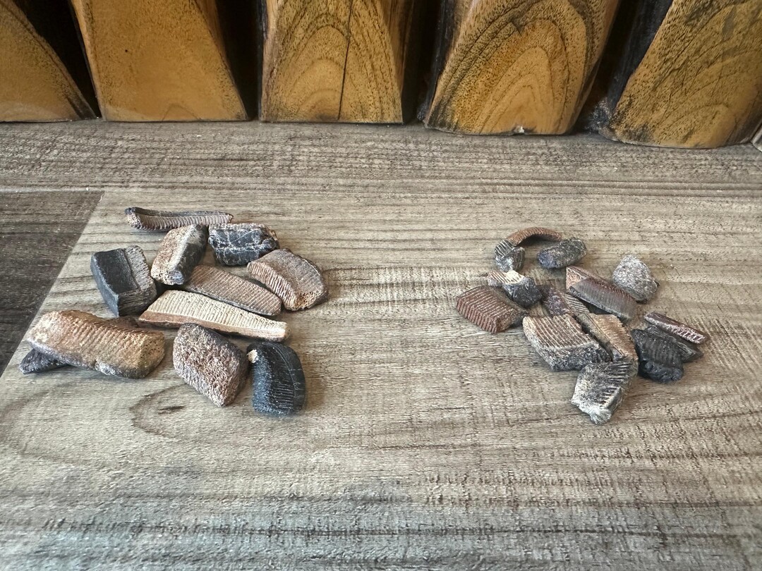 Fossilized Ray Mouth Plate Fragment - Etsy