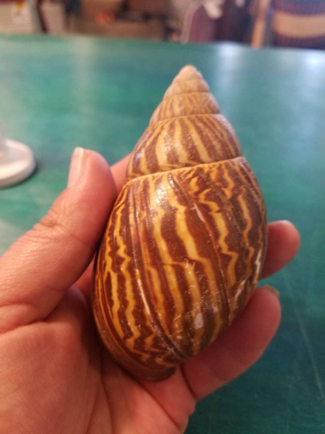 Giant Ghana African Tiger Landsnail Land Snail Specimen | Etsy