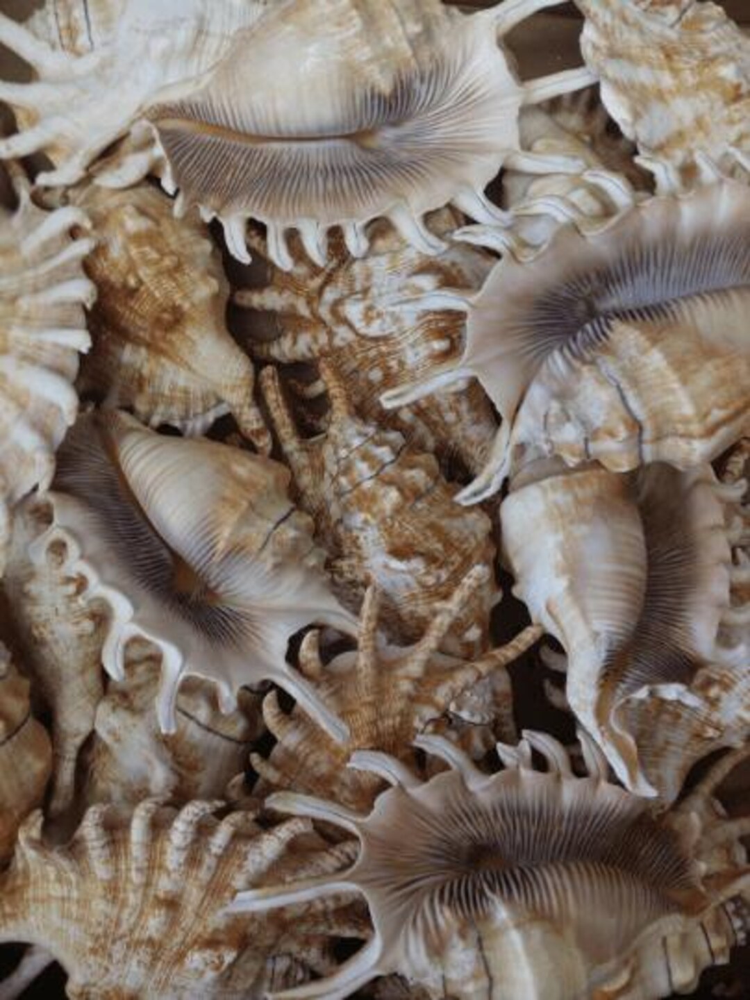 Millipede Shell Lambis Millipedia Spider Shell - Etsy