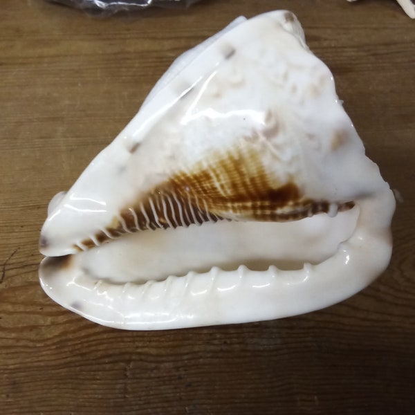 Shell Collector - Etsy