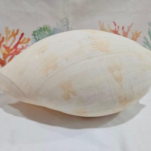 Extra Large Umbilicate Baler Melon Shell 12.5" - Etsy