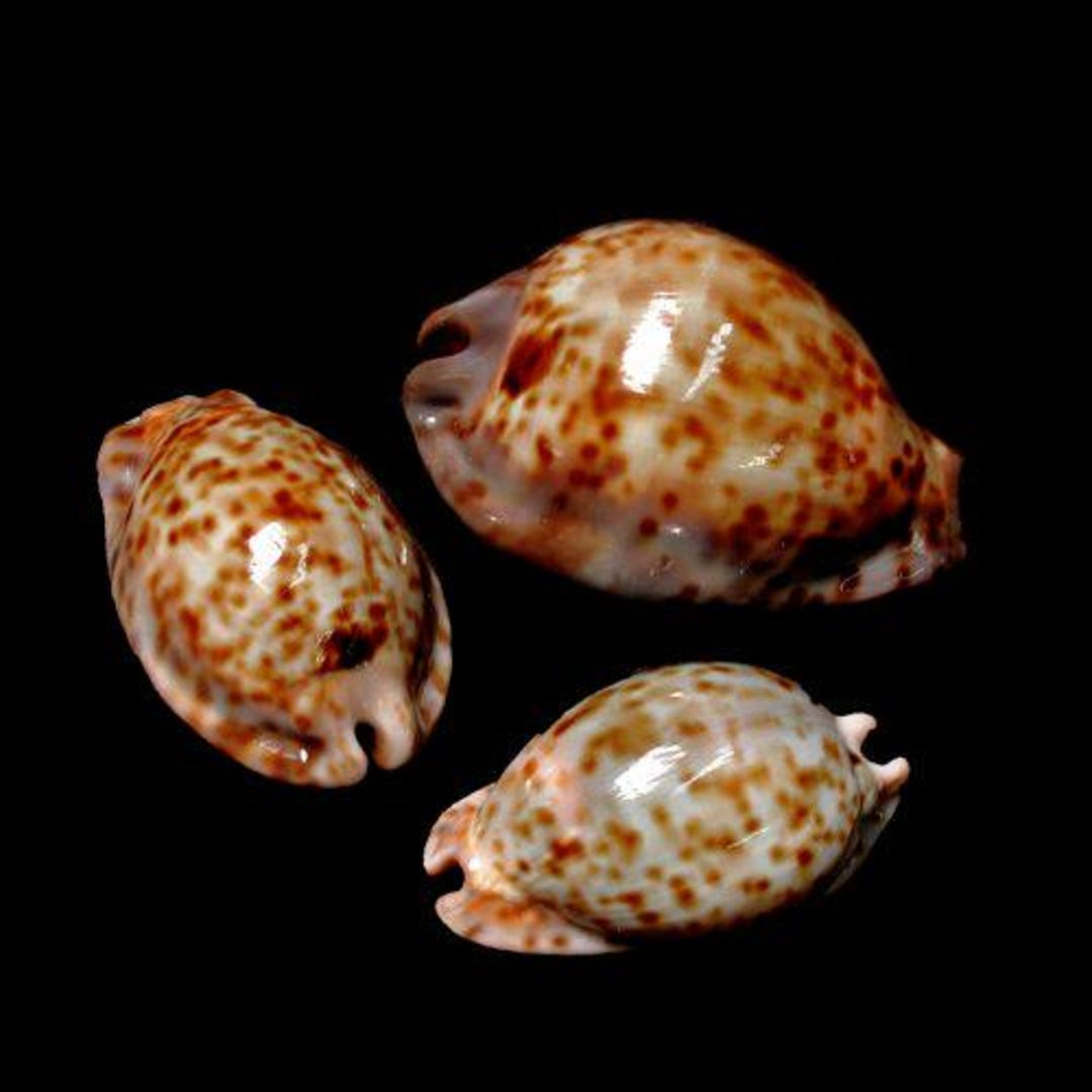 Rat Cowrie - Cypraea Stercoraria With Documentation - Etsy
