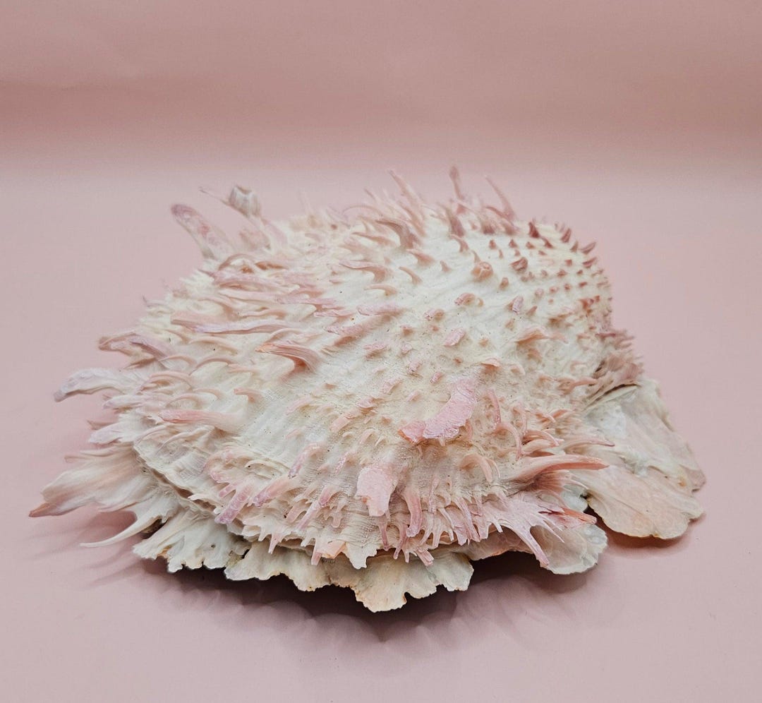 Pink and White Spiny Spondylus Shell | 6.5" Display Shell With Natural ...