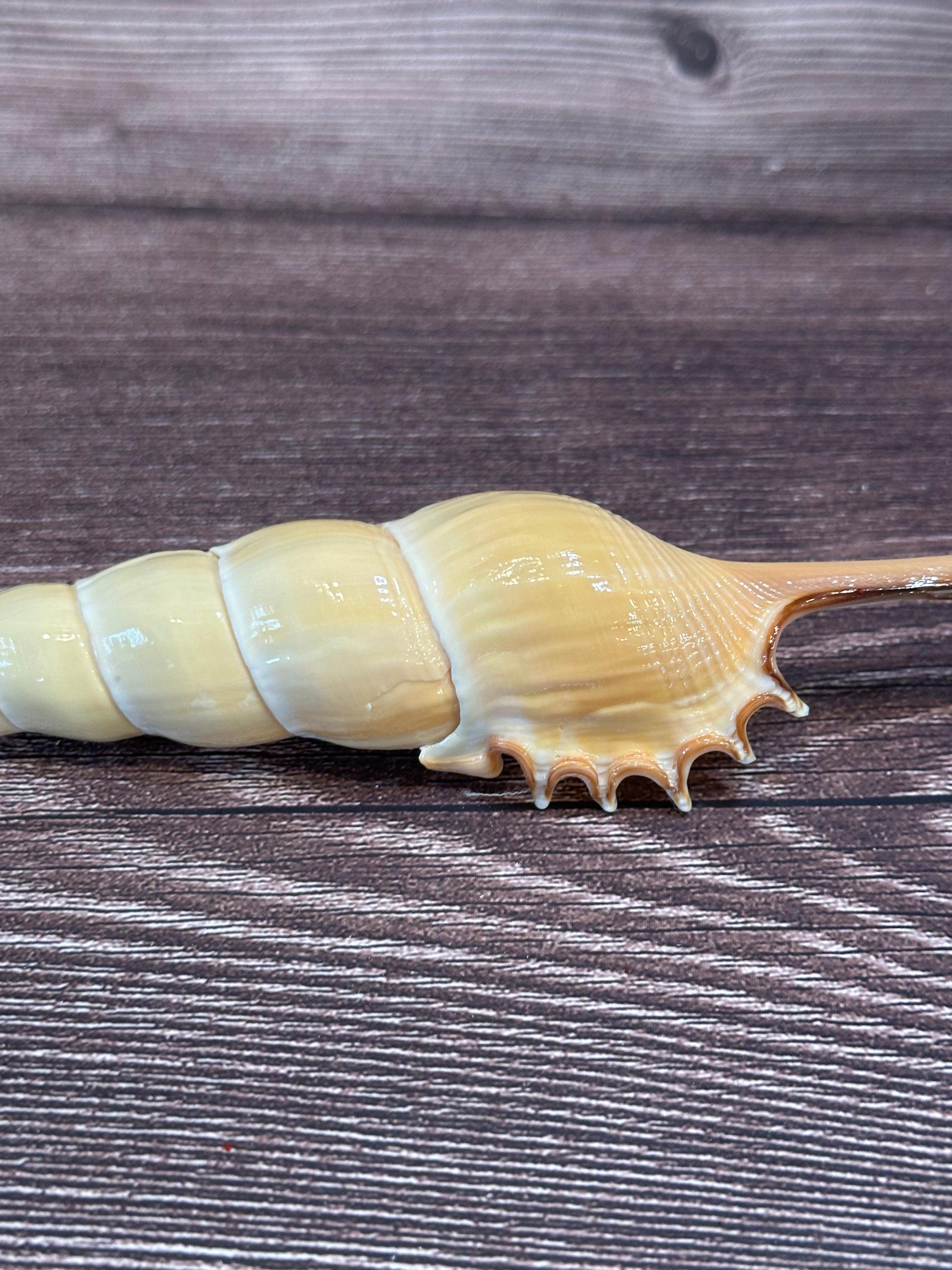 Shinbone Tibia Fusus Shell - Etsy