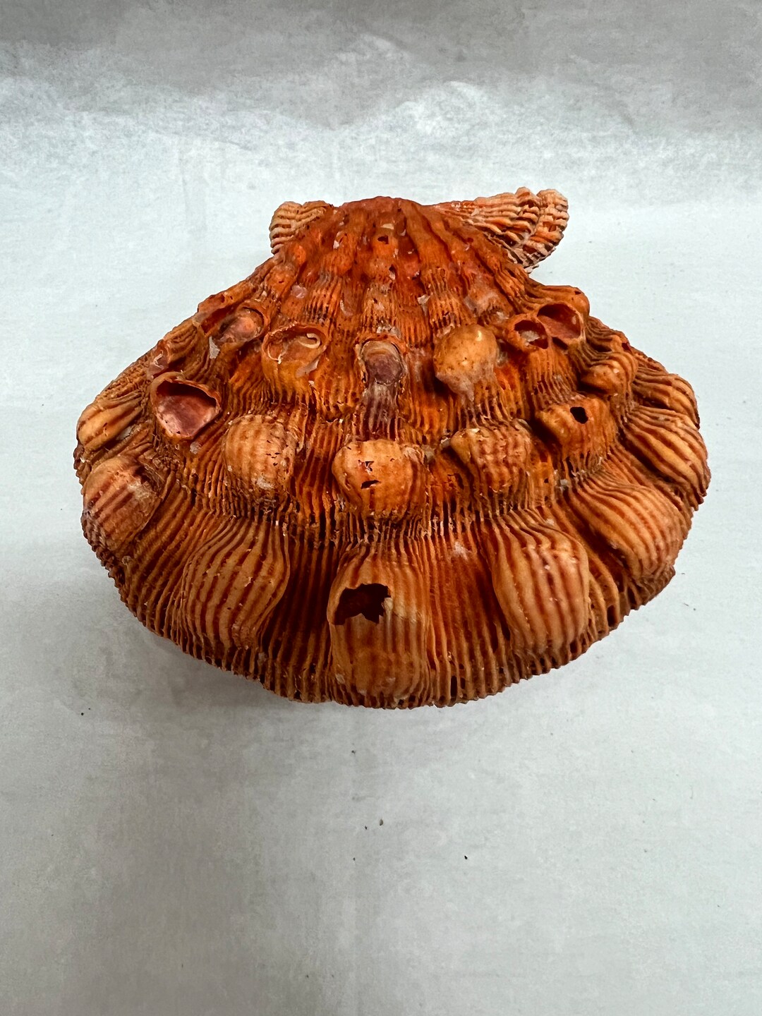 Natural Lion Paw Scallop PAIR Shell Unique Seashell Coastal Rust Tone ...