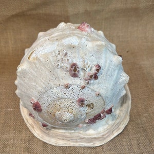 Barnacle Covered Queen Emperor Helmet Shell - Etsy