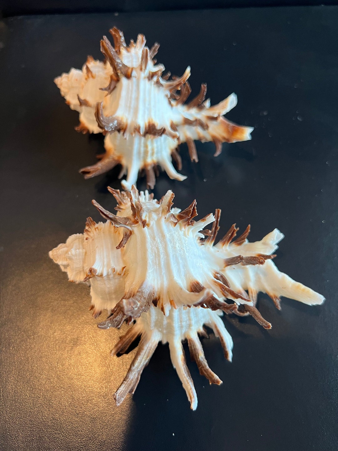 Black Murex Endive Large Shell - Etsy