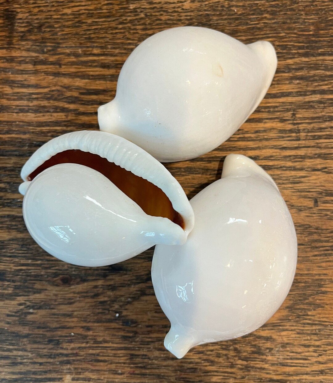 Smooth Polished Egg White Cowrie Cowry Sea Shells Large 2.5-3 Crafts ...