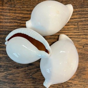 Smooth Polished Egg White Cowrie Cowry Sea Shells Large 3-4 Crafts Arts ...