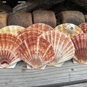 Beautiful Irish Flat Scallop Shells - Etsy