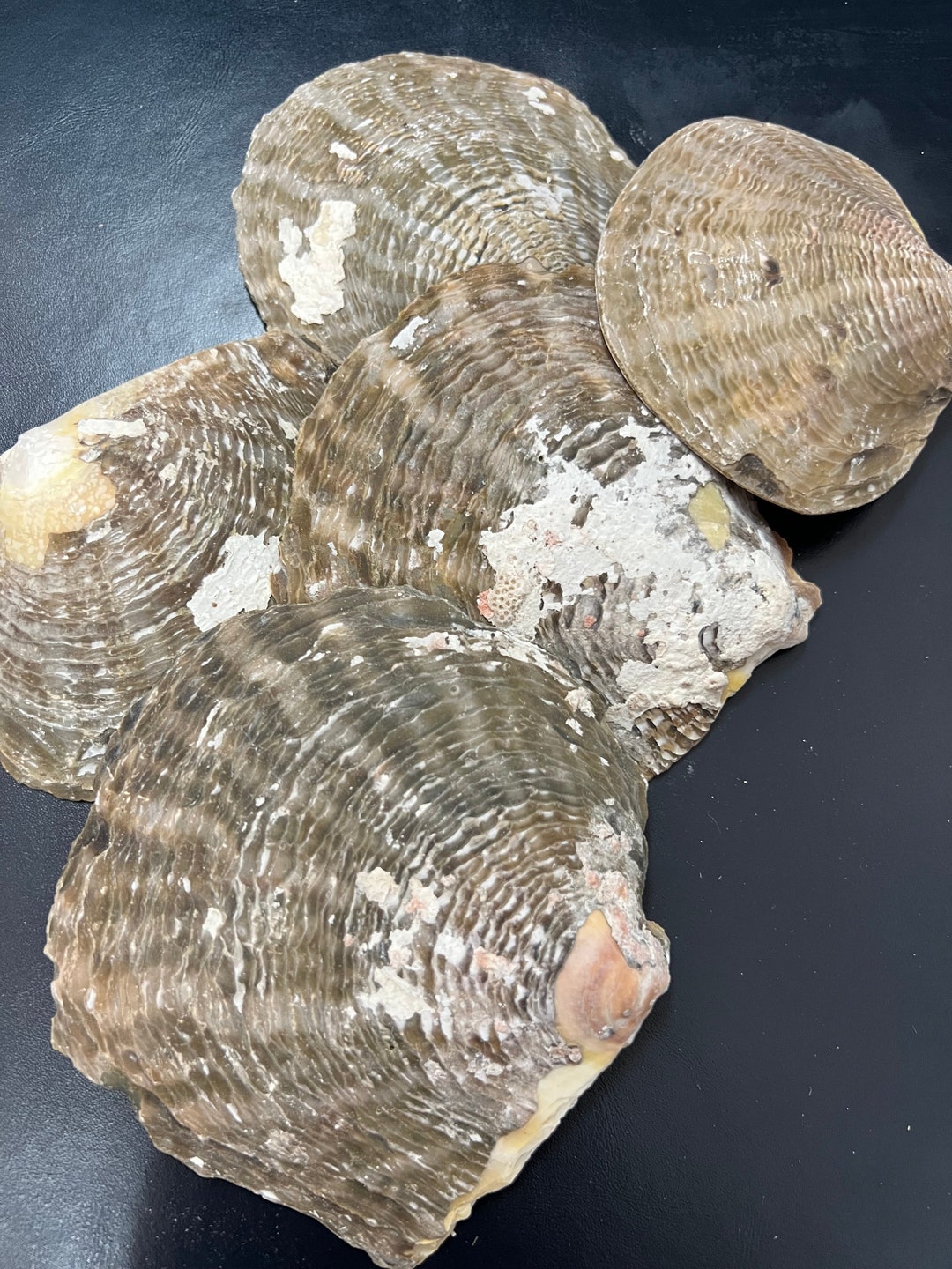 Vintage Raw Mother of Pearl Shell Seashells - Etsy