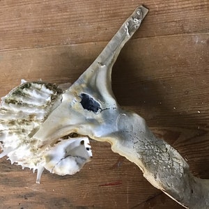 Hammer Wing Oyster Spondylus Clam Shell Spike Natural Mollusc Mollusk ...