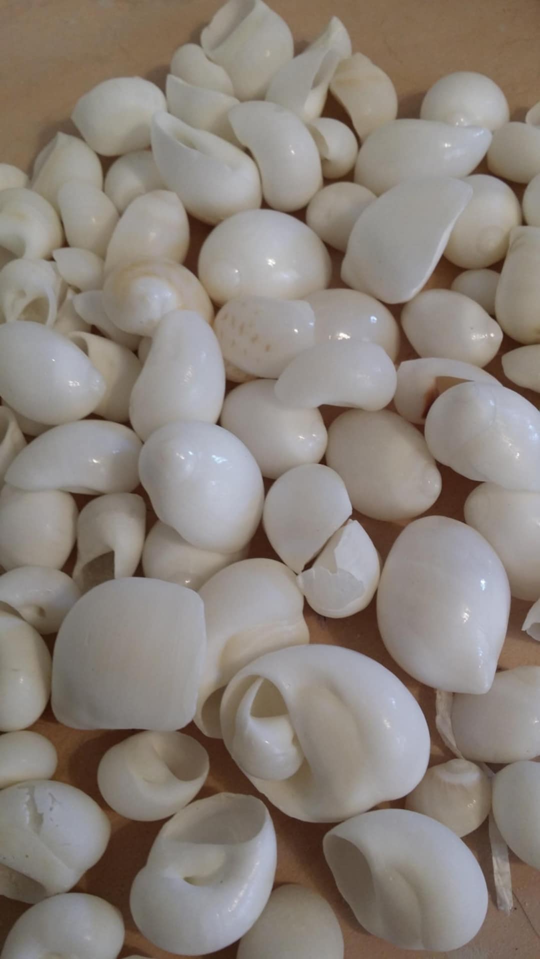 White Natica Mamillia Moon Snails Round Ball Spiral Seashell Ocean Arts ...