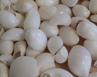 White Cerithium Banded Vertagus Shells 1.5-2 Slender Elongated Spiral ...