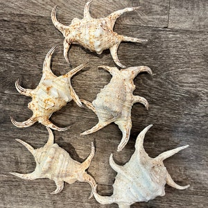 Extra Large Lambis Chiragra Spider Shell 7-11 Spiny Freckled Seashells ...
