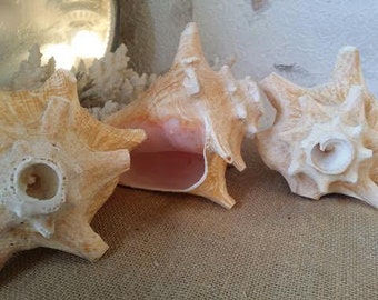 Queen Conch Shell - Etsy