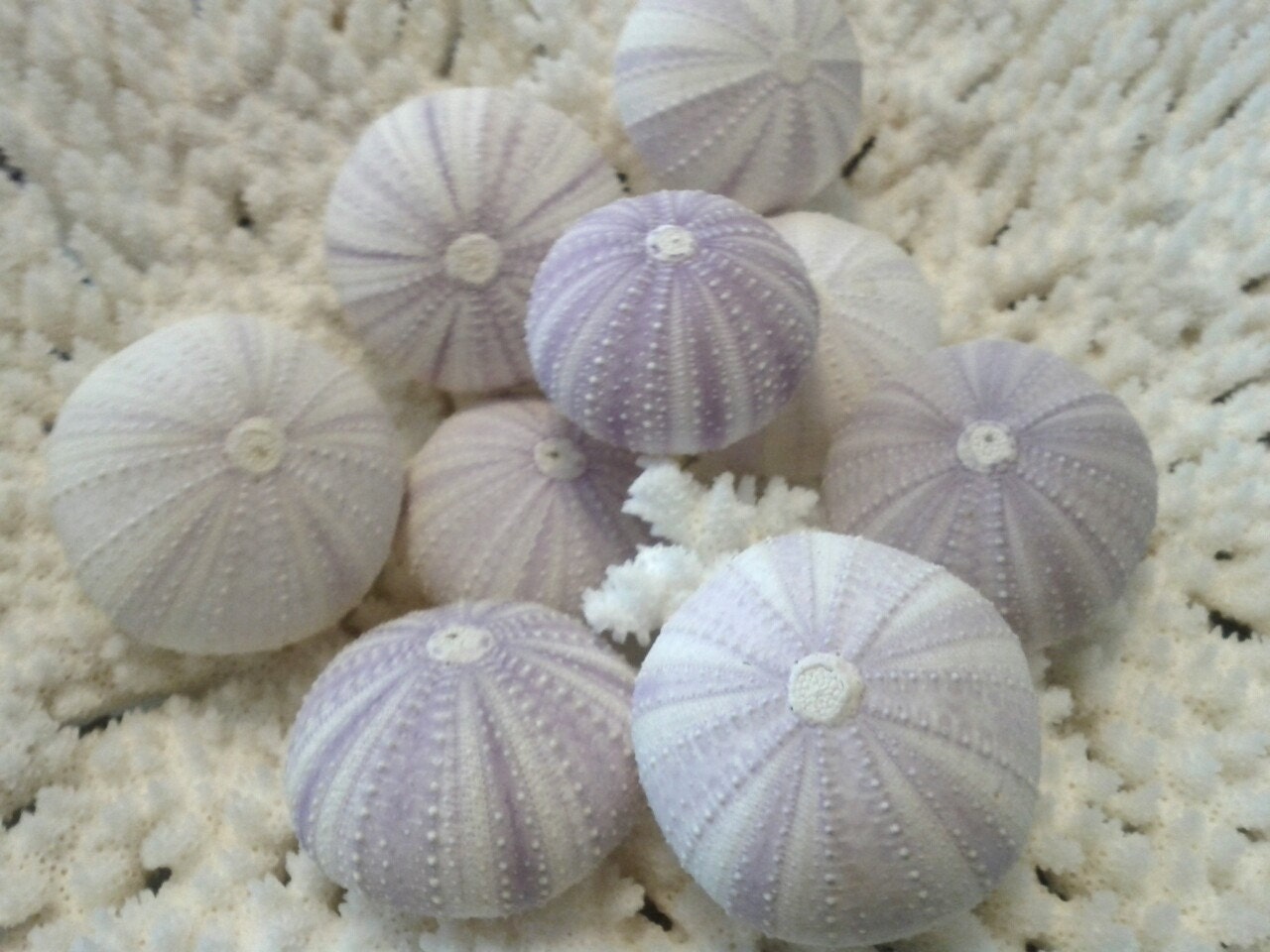 Light Lavender Pale Violet Lilac Purple Sea Urchins Shell - Etsy